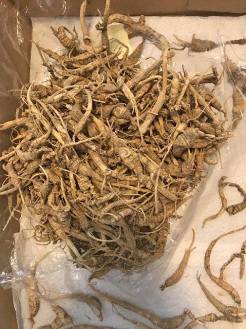 Bulk Dried Ginseng Roots – 1lb. – NC Ginseng & Goldenseal Company